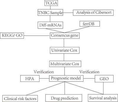 Frontiers | Ferroptosis and triple-negative breast cancer: Potential therapeutic targets